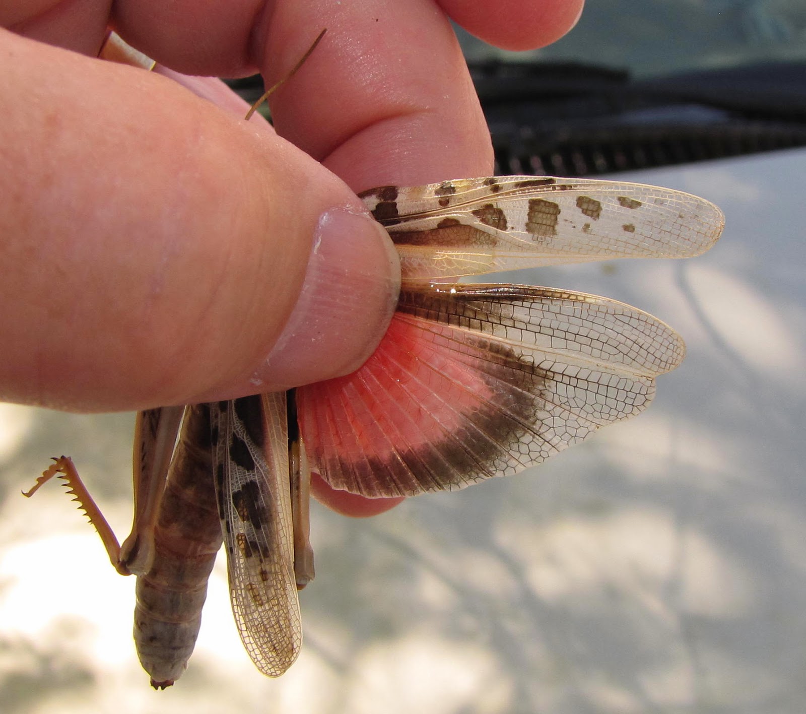 Bug Eric Coral winged Grasshopper bug-eric-coral-winged-grasshopper