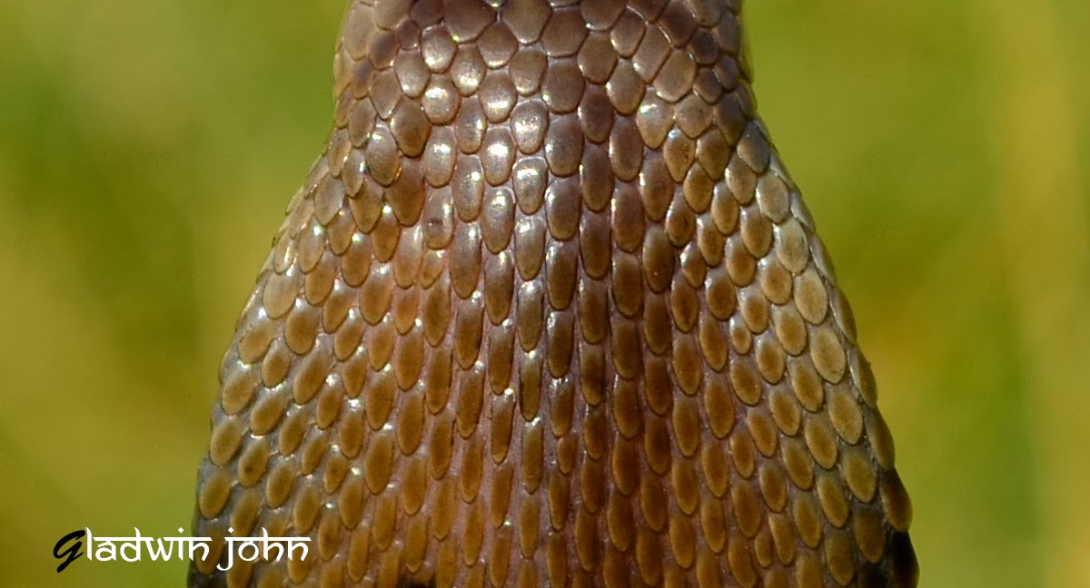 Biodiversity of Bharathidasan University: Big four snakes of India can ...