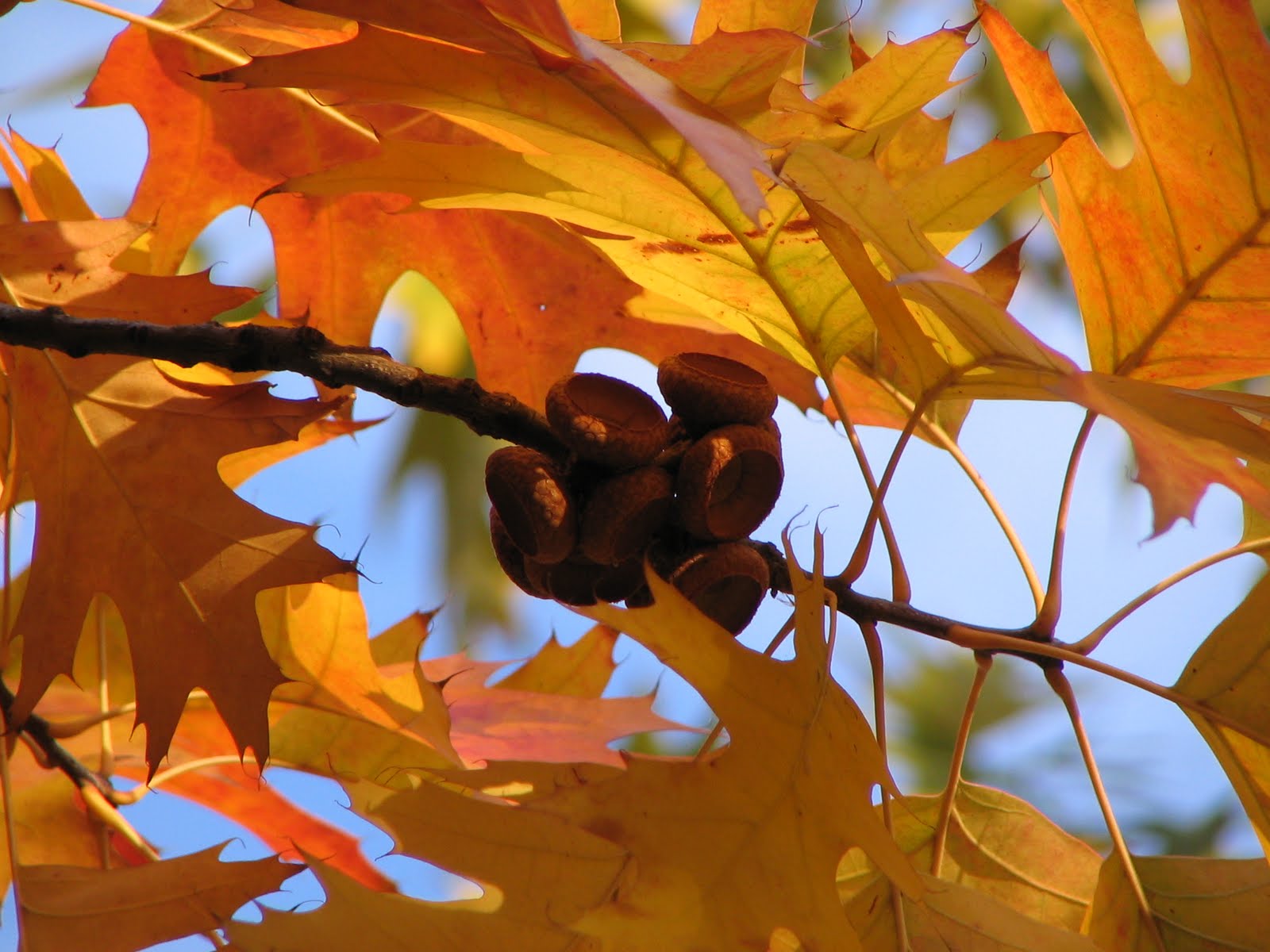 LA MULTI ANI, ROMANIA!: Ghinda