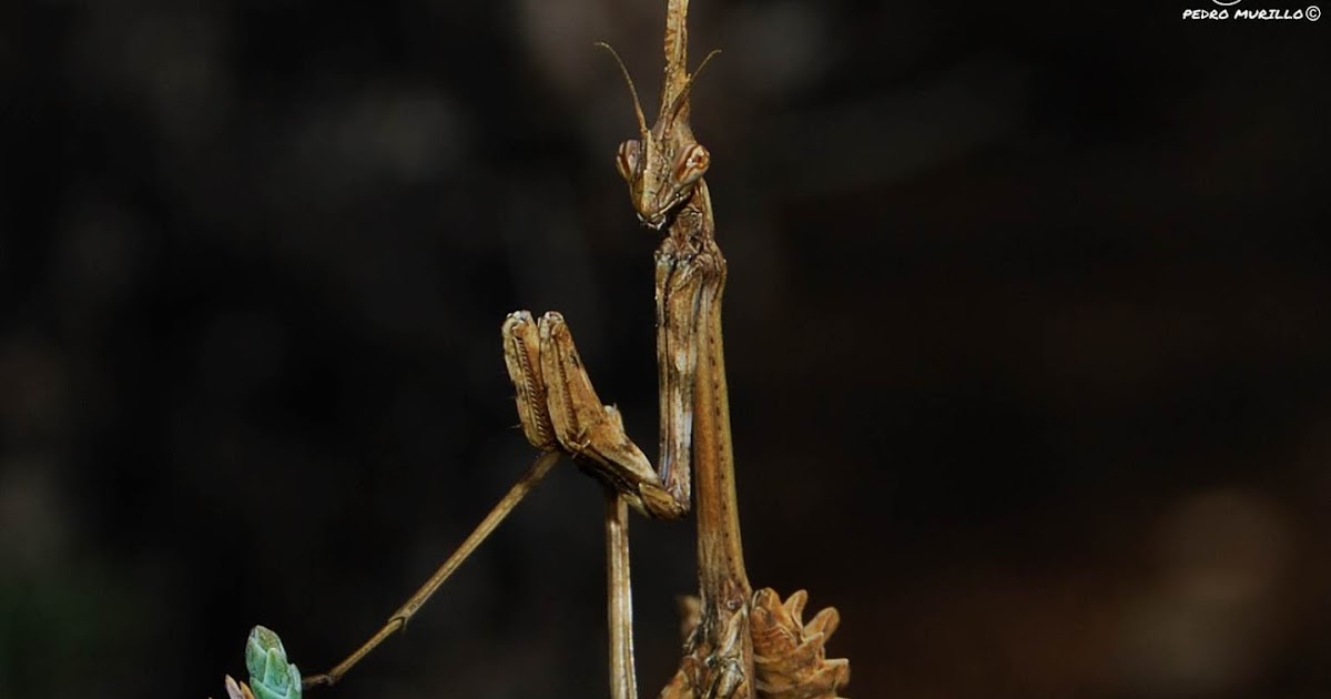 Las excursiones de Murillo "murillonature": Mantis palo (Empusa pennata ...