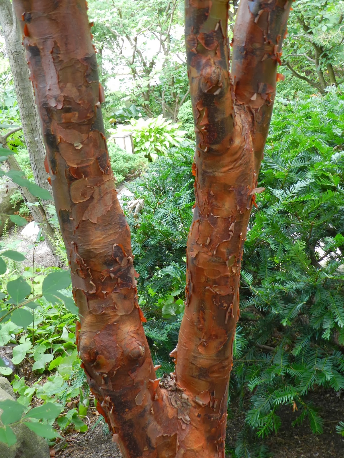 Prairie Rose's Garden: January 2014