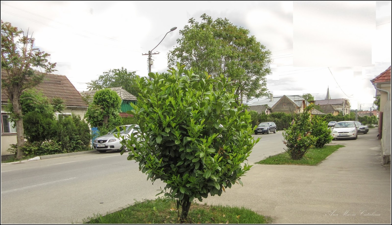 Lumea văzută din Turda: Dafin salbatic, Laur englezesc (Prunus ...