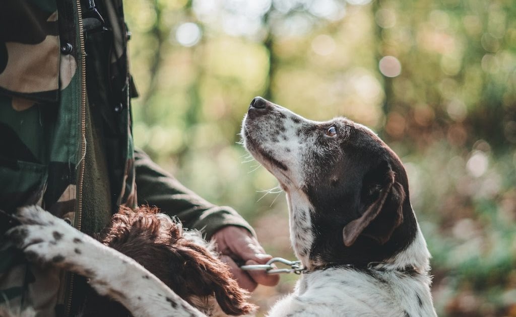 Los perros entienden a las personas incluso cuando son cachorros