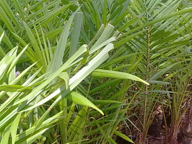 Jenis Bibit Marihat( PPKS) | Bibit Sawit