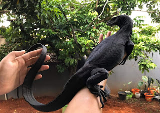 Asian Water Monitor, The Best Pet Lizard ? - Biawak – reptilenesia