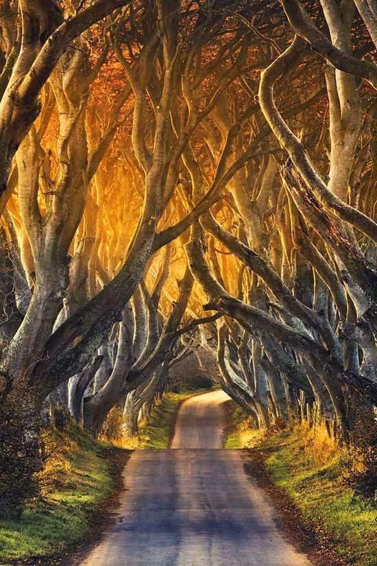 Beautiful Tree Tunnels [12 Pic] ~ Awesome Pictures