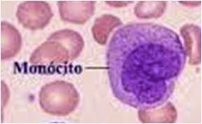 Sistema Hematopoyético | Histología de los sistemas