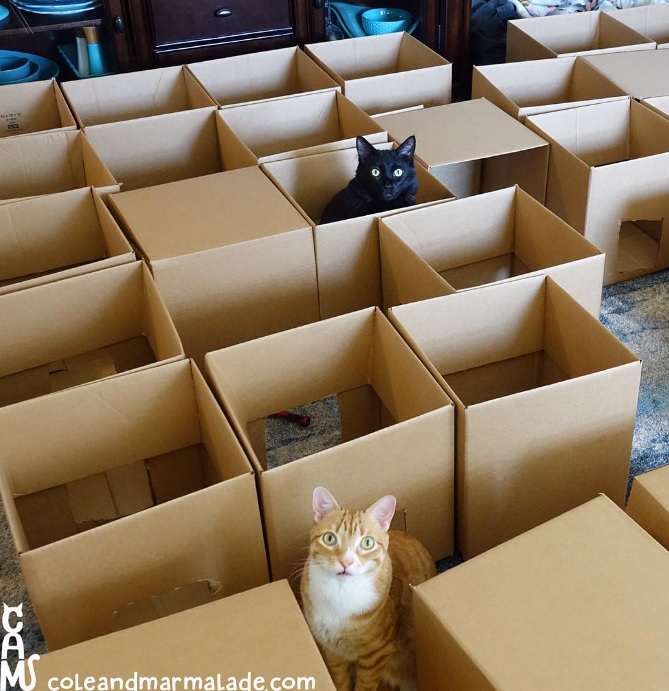 MikeLiveira's Space: A Cat Maze Made Out of 50 Moving Boxes
