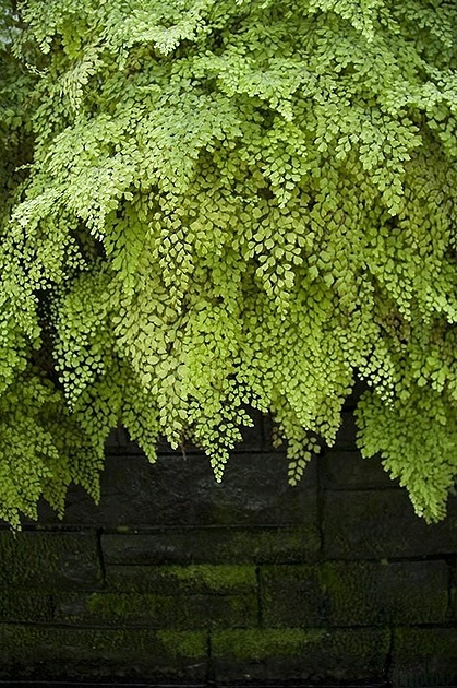 Moon to Moon: Houseplants: MaidenHair Fern