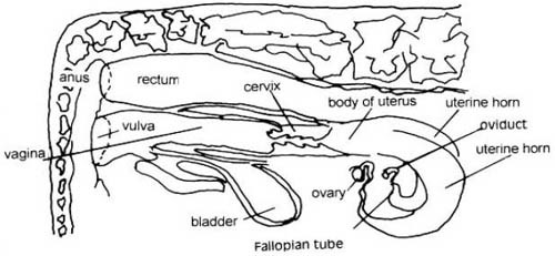 Sapi Perah: Anatomi Organ Reproduksi Betina