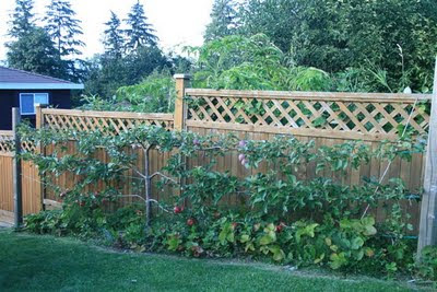 Fruit Trees - Home Gardening Apple, Cherry, Pear, Plum: Best Fruit ...