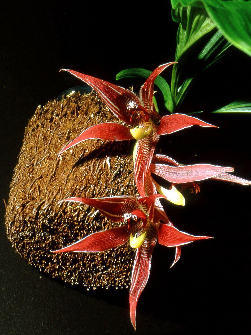 Paphinia cristata care and culture | Travaldo's blog