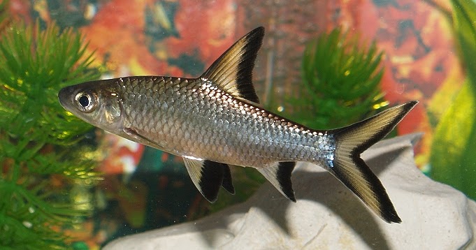 Benefits of Maintaining Bala Sharks Fish at Home - fish-hobbyist