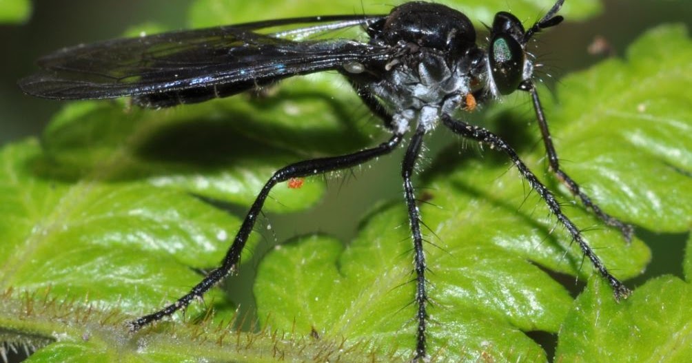 Variety of Life: Atomosini