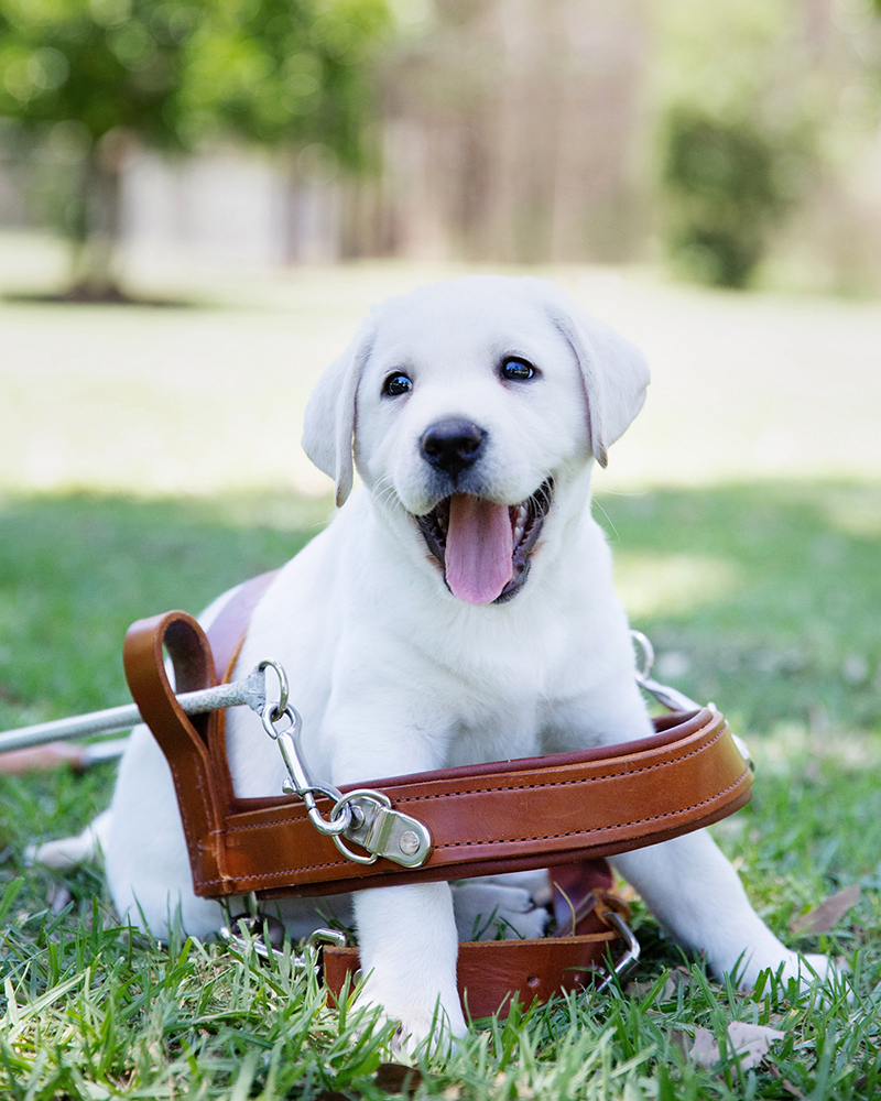 Guide Dogs to star at the Dog Lovers Show | Australian Dog Lover