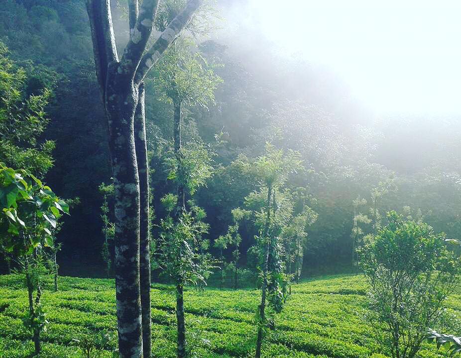 Periya Village Wayanad Kerala - Tour News