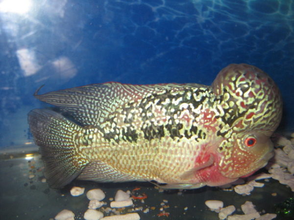 Flowerhorn The Hybrid Cichlids: King Kamfa In Vietnam