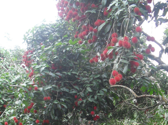 MY TRIPS: Malwana Rambutan in Tree