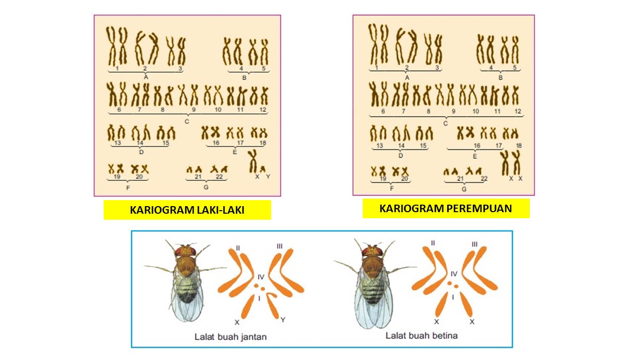 Biologi Kelas 12 | Kromosom, Gen dan Alel - Dewanto, S.Pd. - Pembelajar ...
