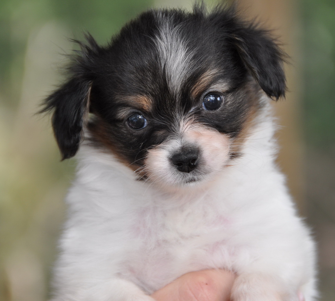 Road's End Papillons : 5 Weeks old Papillon Puppies
