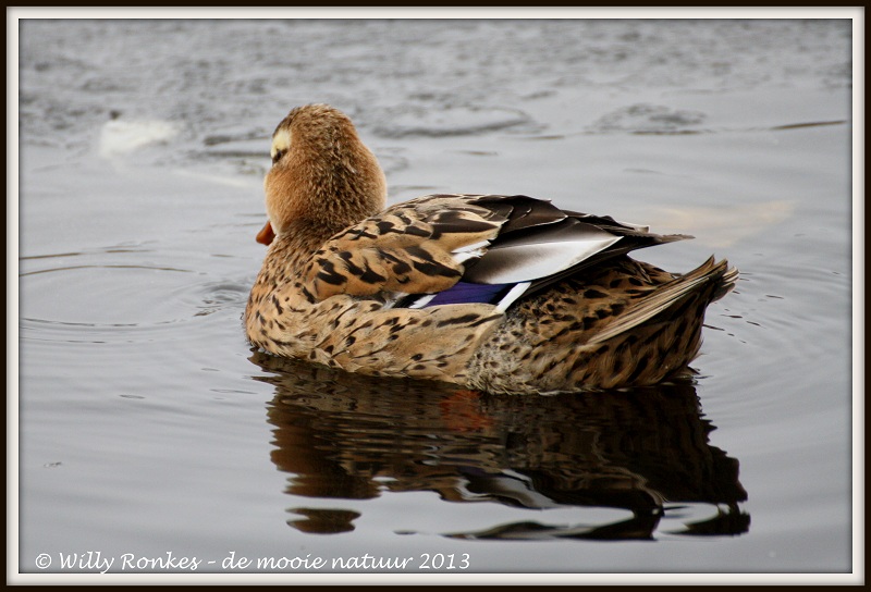 De mooie natuur: De wilde eend (Anas platyrhynchos)