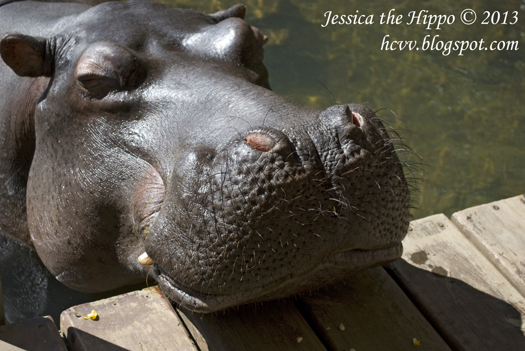 Meet Jessica The Hippo: The One and Only Friendly Hippo ~ Travel ...