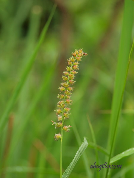Andrea's Plants, Photos and Travels: Tropical Grasses
