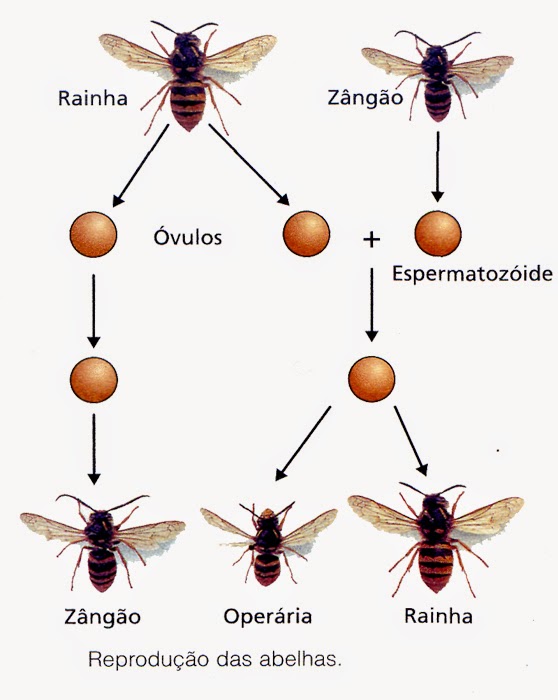 Partenogênese, O Que é Partenogênese? - Enciclopédia Global™