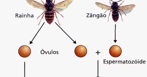 Partenogênese, O Que é Partenogênese? ~ Enciclopédia Global™