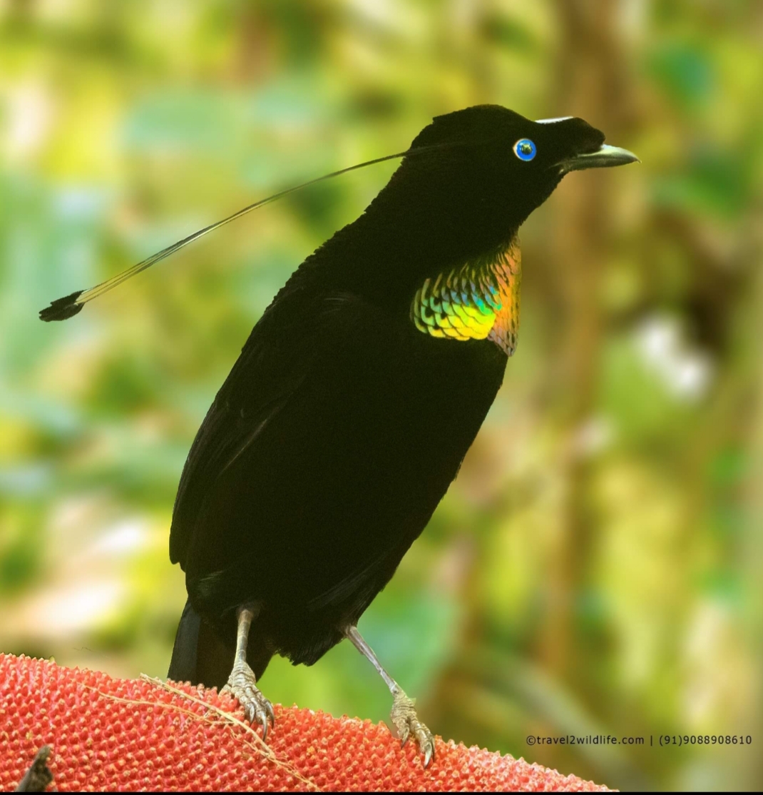 West Papua Birding trip