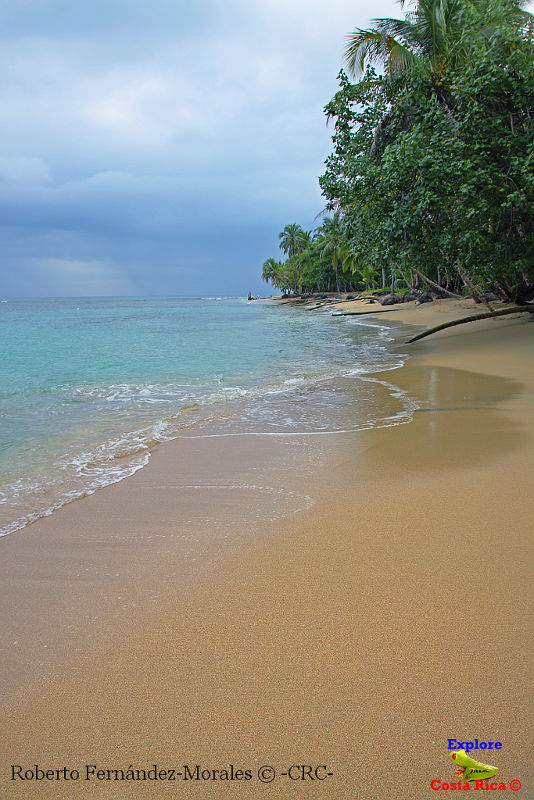 Punta Uva de Limón | Explore Costa Rica