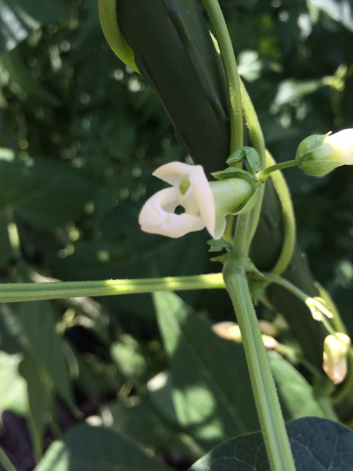 WashingtonGardener: Fenton Friday: Beans Late. But Better Than Never