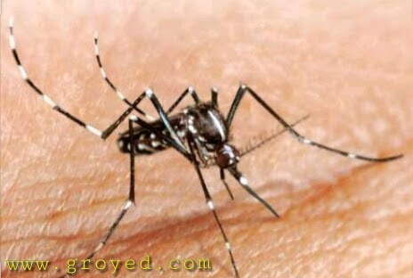 The fastest insect on earth,