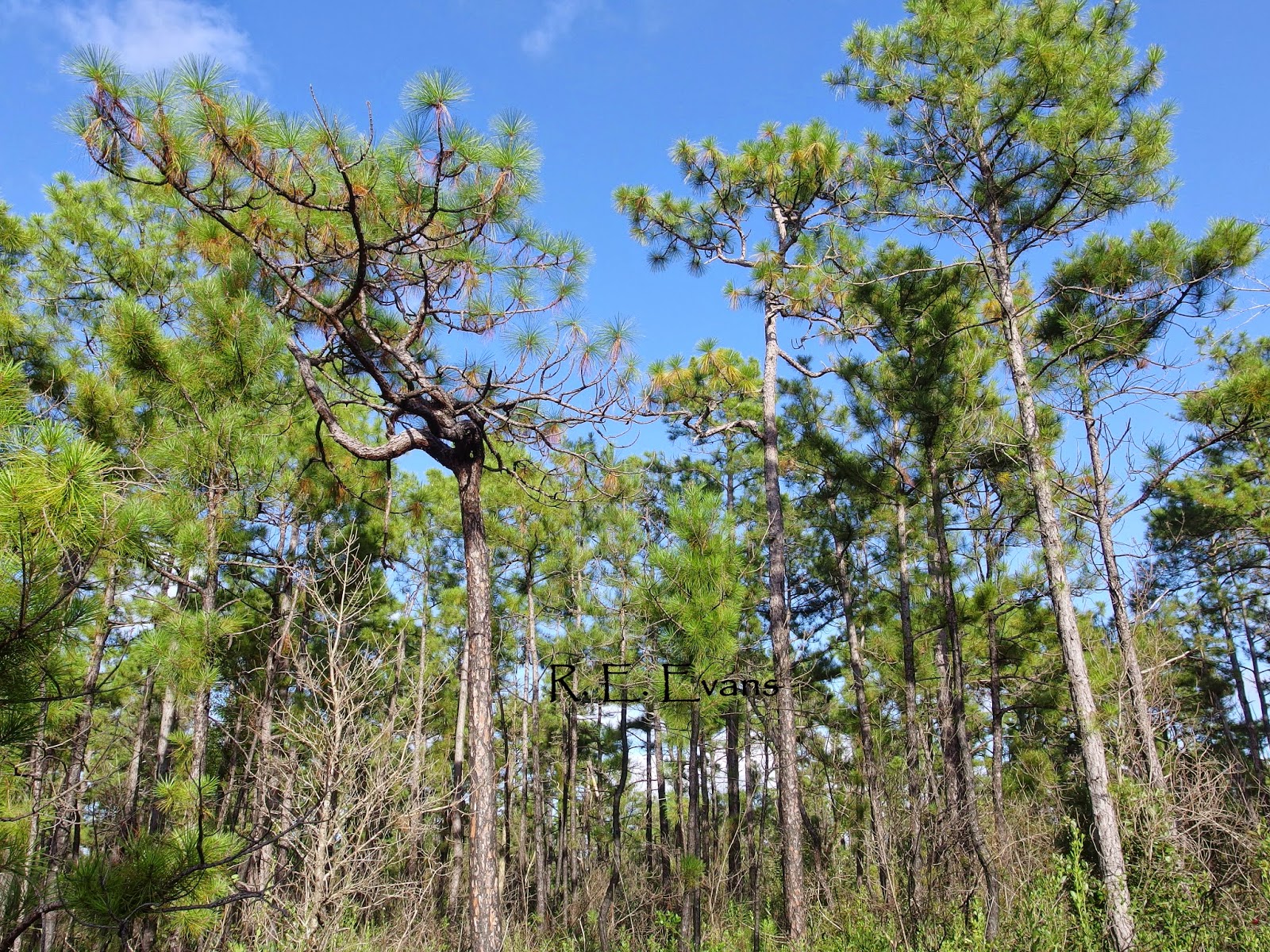 NC Plant Conservation & Beyond: The Long Awaited Summer (Fire) - Will ...
