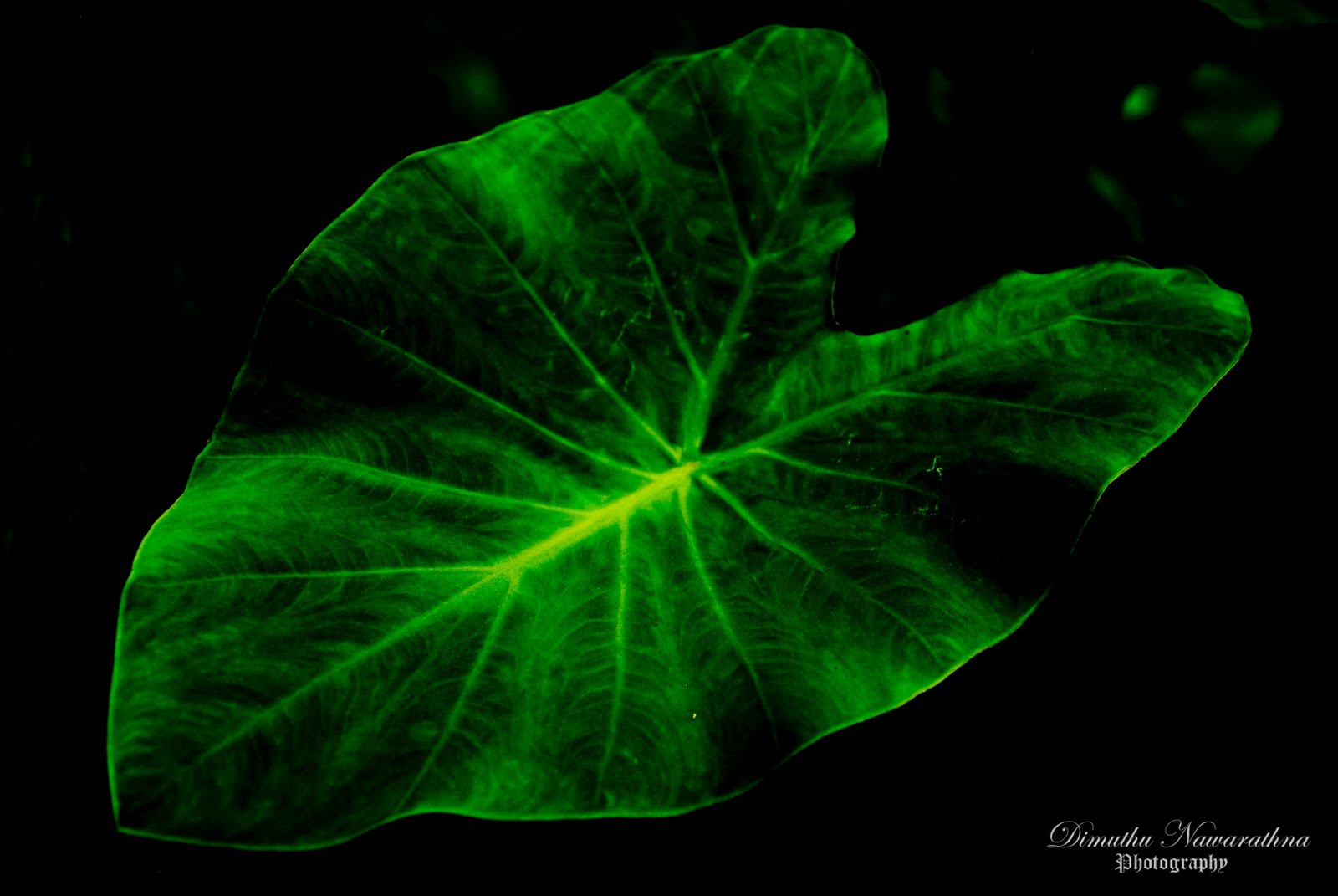 Sri Lankan Photography: Monster Leaves