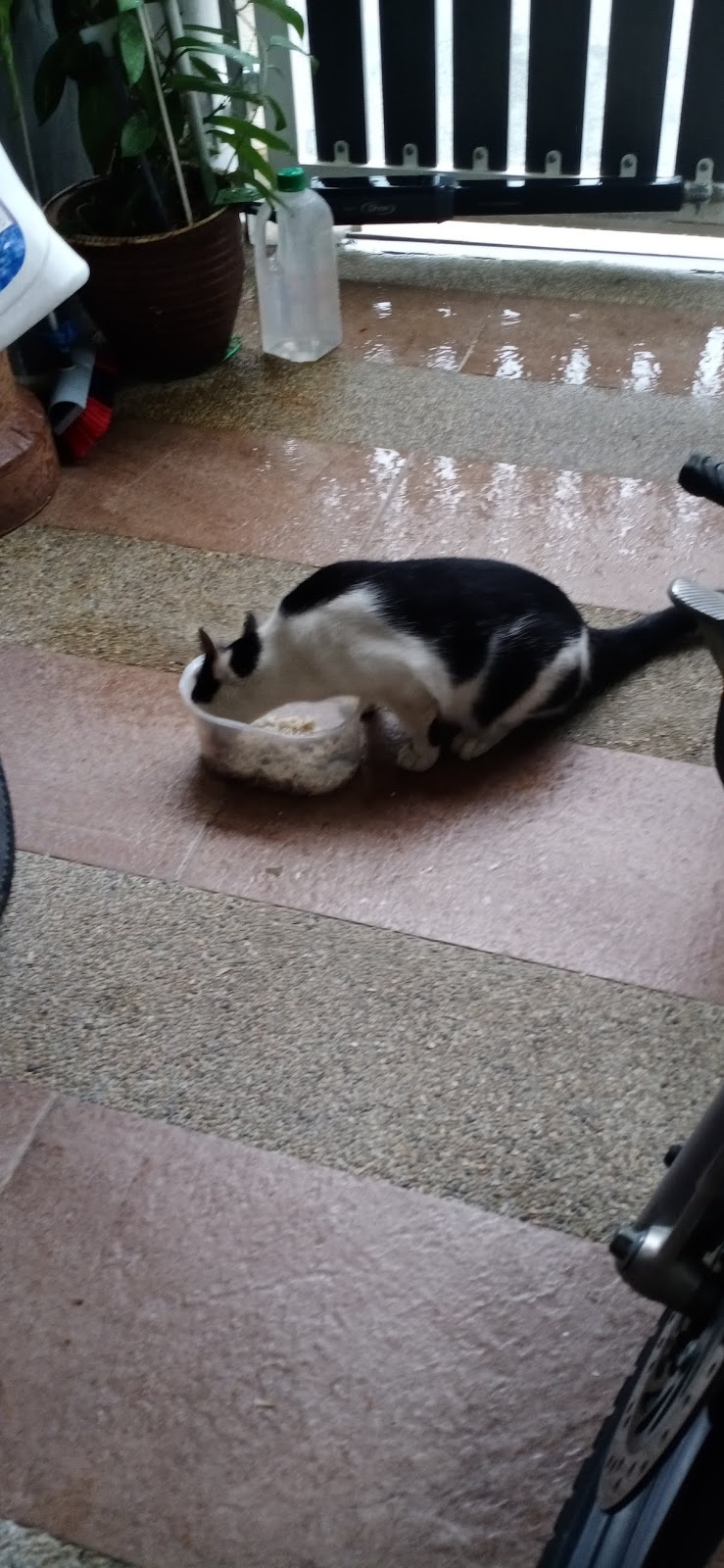 ISTIQAMAH1658: DIM JADI PUNK... KENA KEJAR KUCING TOMPOK