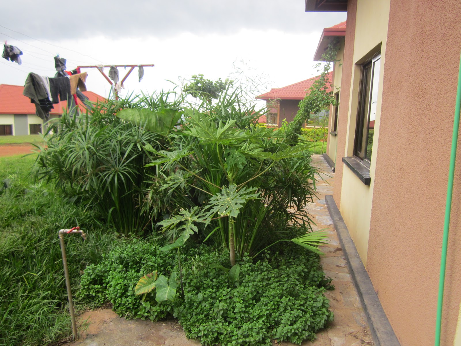 A Garden Love Affair in Rwanda: Gardens and what they say about you...