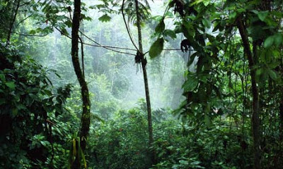 Expedition Earth: Tropical rainforest
