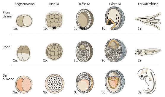 Embriologia Vegetal e Animal