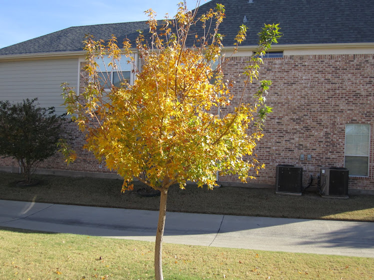 MAPLES 4 ALLEN, TEXAS: Who said there are no fall colors in N. Texas?