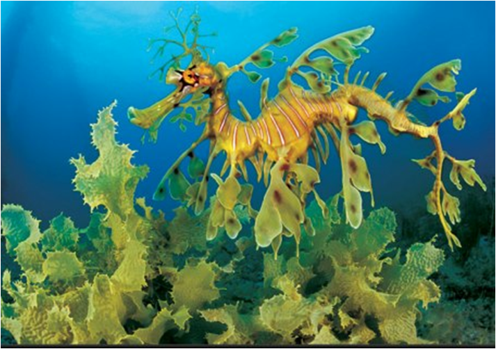 Miri4ever.Net: Sang Naga Laut Berdaun - Leafy Sea Dragon