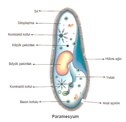 biyoloji: Protista Alemi