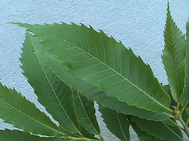 The Nature of Lutherlyn: 100% American Chestnuts!