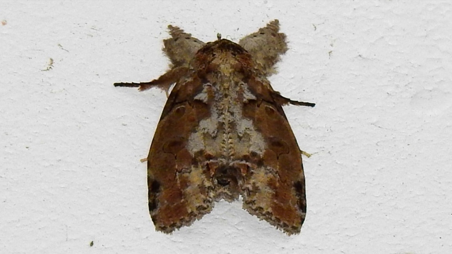 台灣-鳥類與昆蟲-自然觀察記錄: 癩皮瘤蛾/烏桕偽切翅夜蛾 Gadirtha inexacta/瘤蛾科 Nolidae