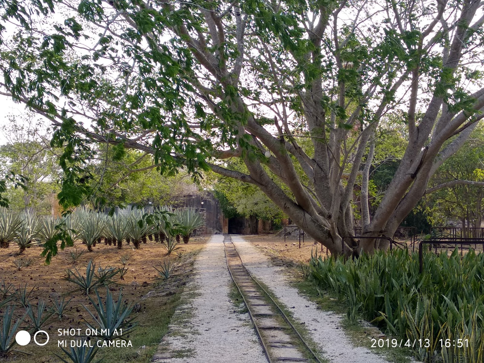 Is this a sacbe? : r/mesoamerica