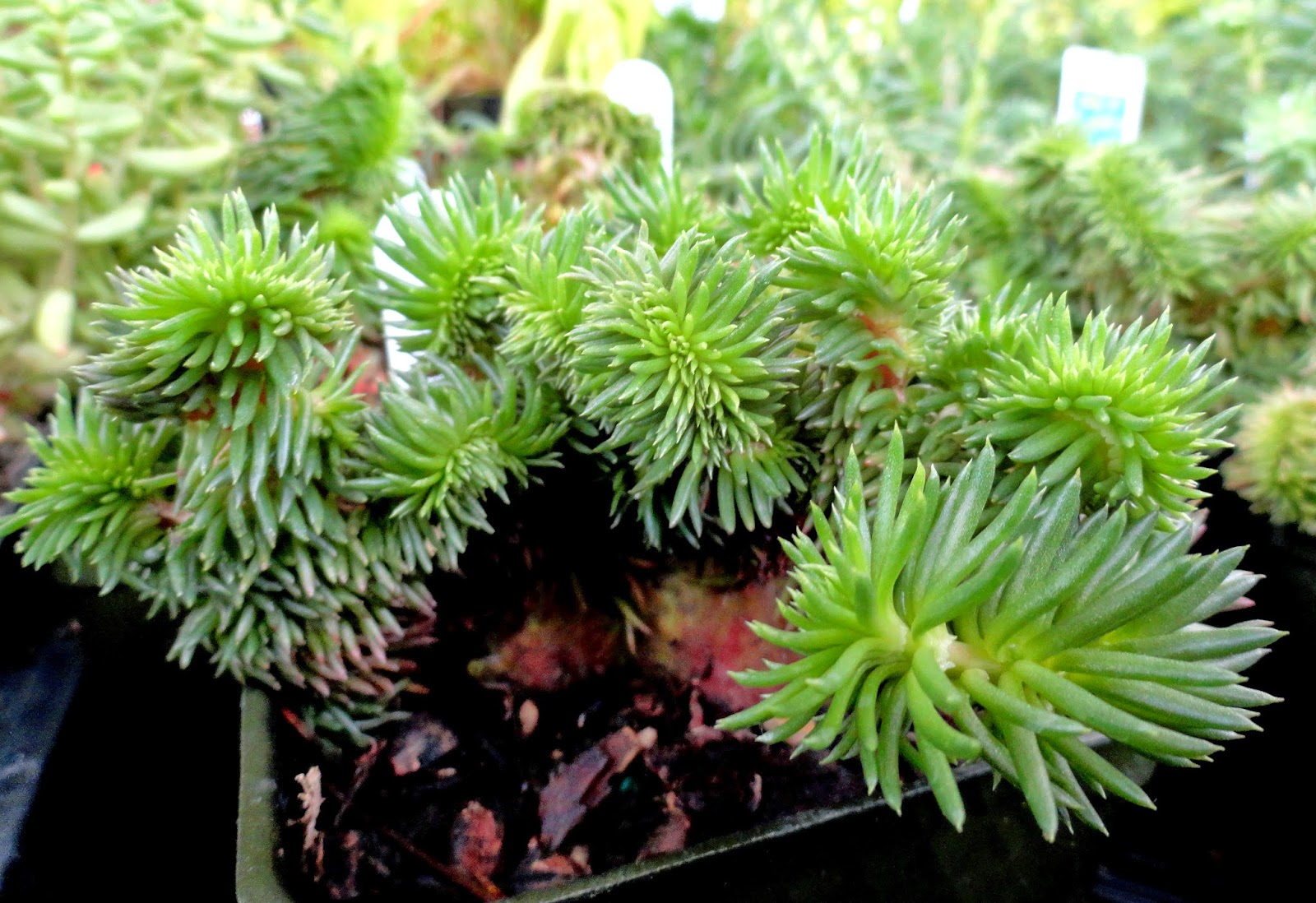 danger garden: Sedum ochroleucum 'Crested Centaurus' is my favorite ...