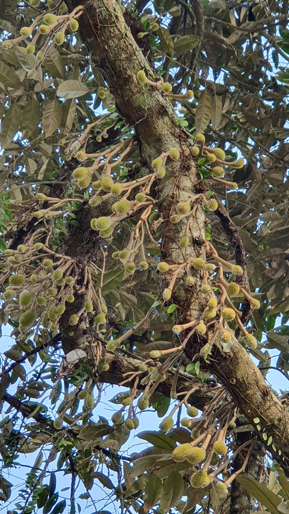 Warisan Petani: Putik Buah