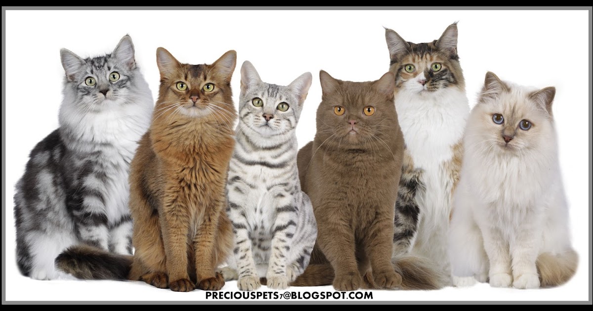 Precious Pets: How to Take Care of Multiple Cats