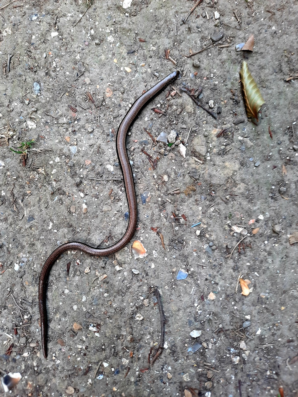 My Adventures 3: Arundel,West Sussex Circular Walk 13.07.2020