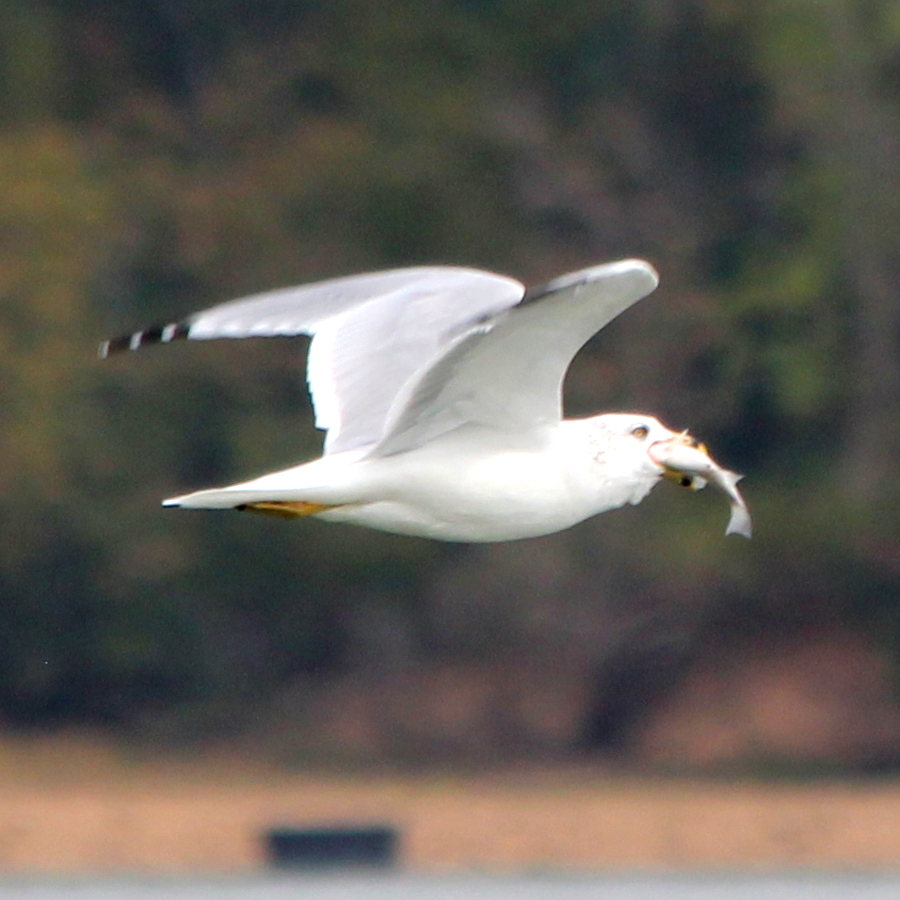 JBigg: Life in Kentucky: The Ring-billed Gull Migration on Kentucky Lake